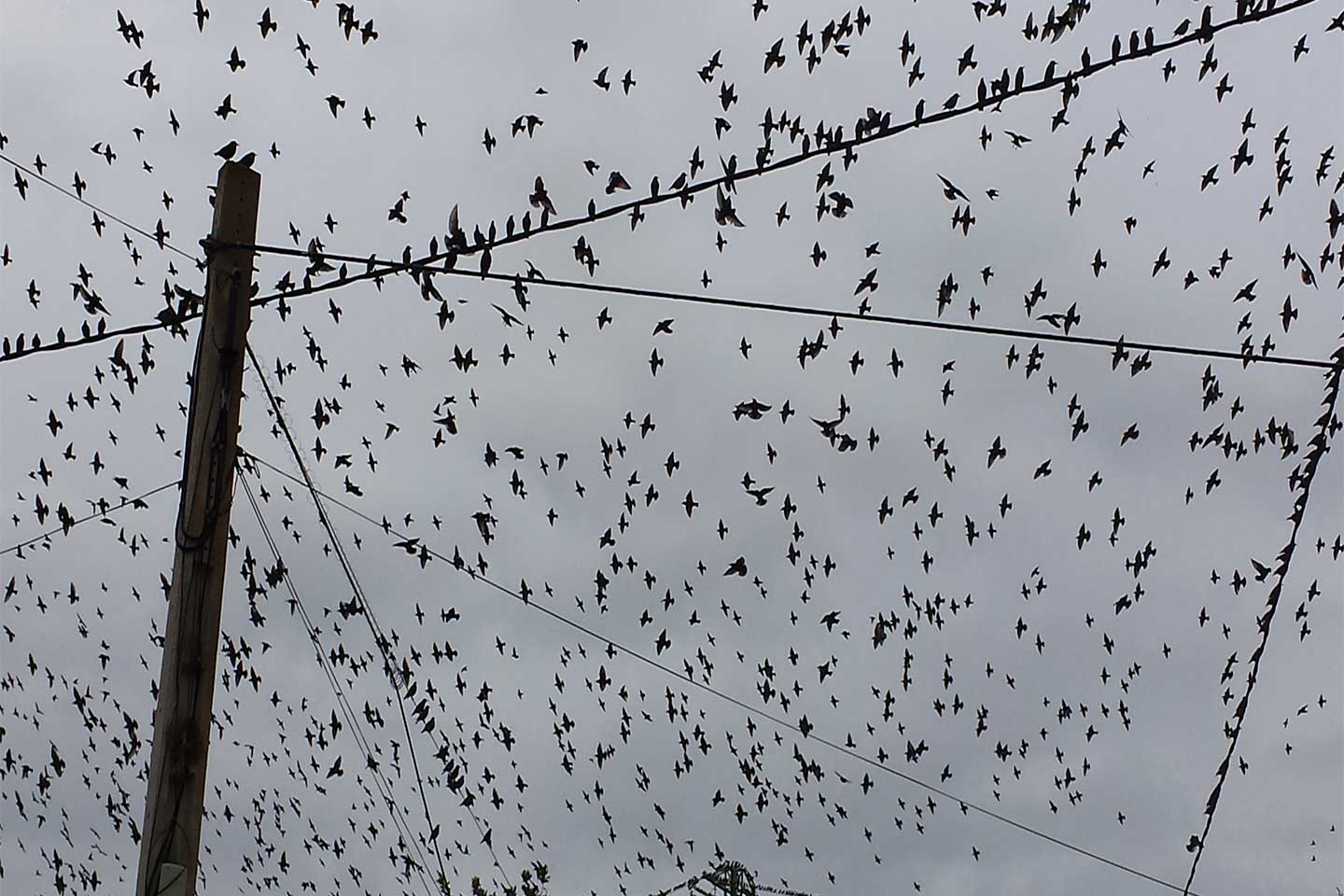 Staged Authenticity – Angelika Levi